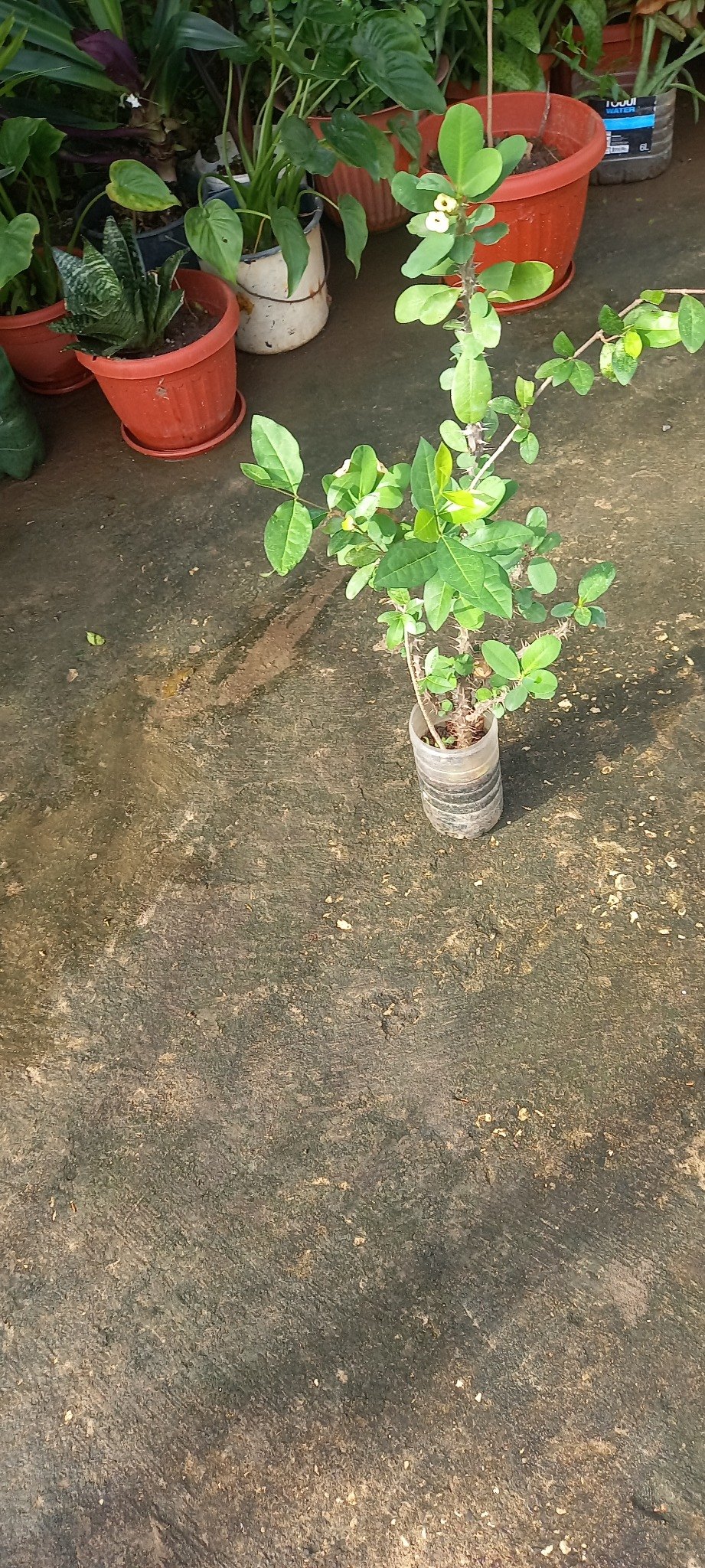 Planting in Containers – Using What You Already Have